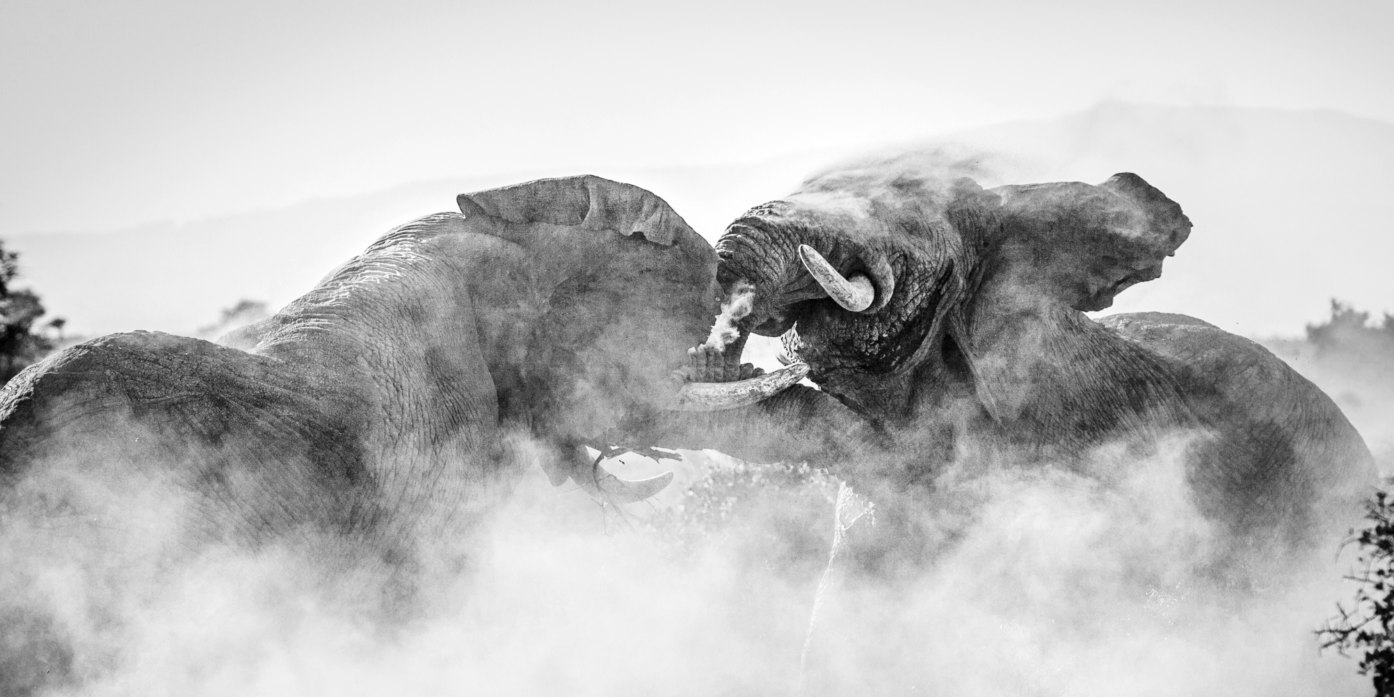 Fine Art Prints Now Available | Silverless